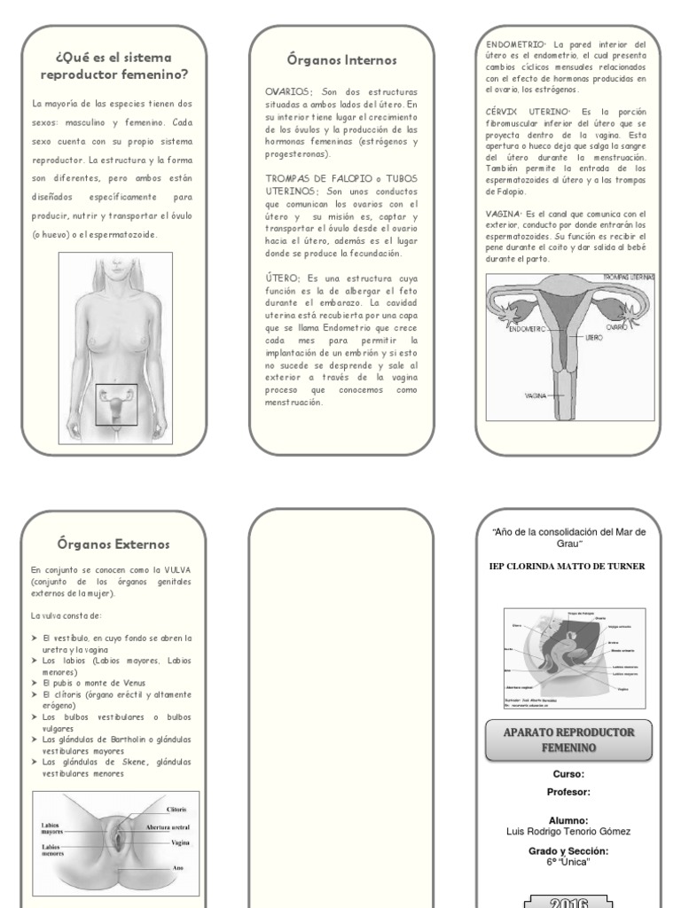 Triptico Aparato Reproductor Femenino | PDF | Útero | Vagina