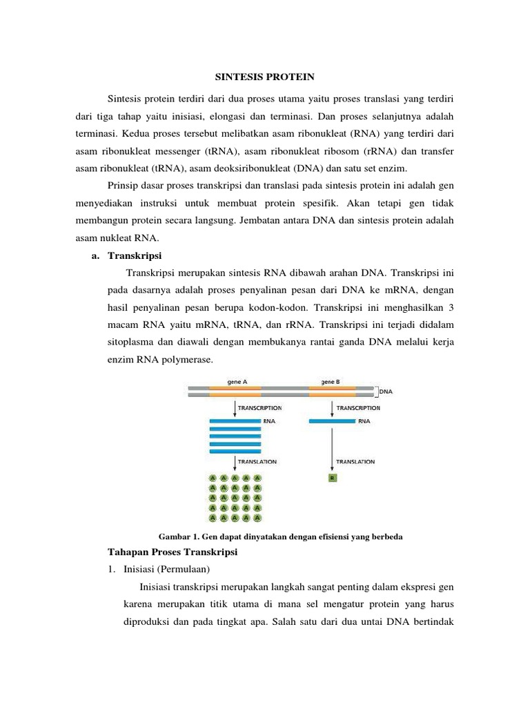 Sintesis Protein | PDF