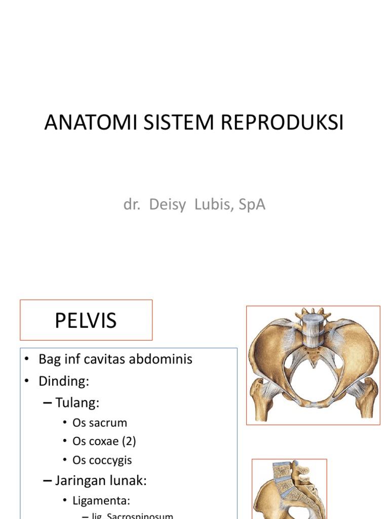 Anatomi Sistem Reproduksi, Ppt-1 | PDF