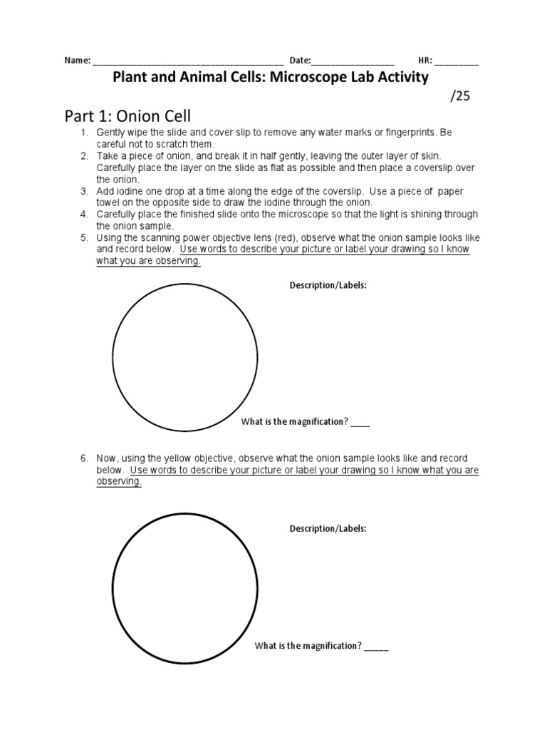 7-3 Onion and Cheek Cells Lab | Download Free PDF | Eukaryotes | Organelle