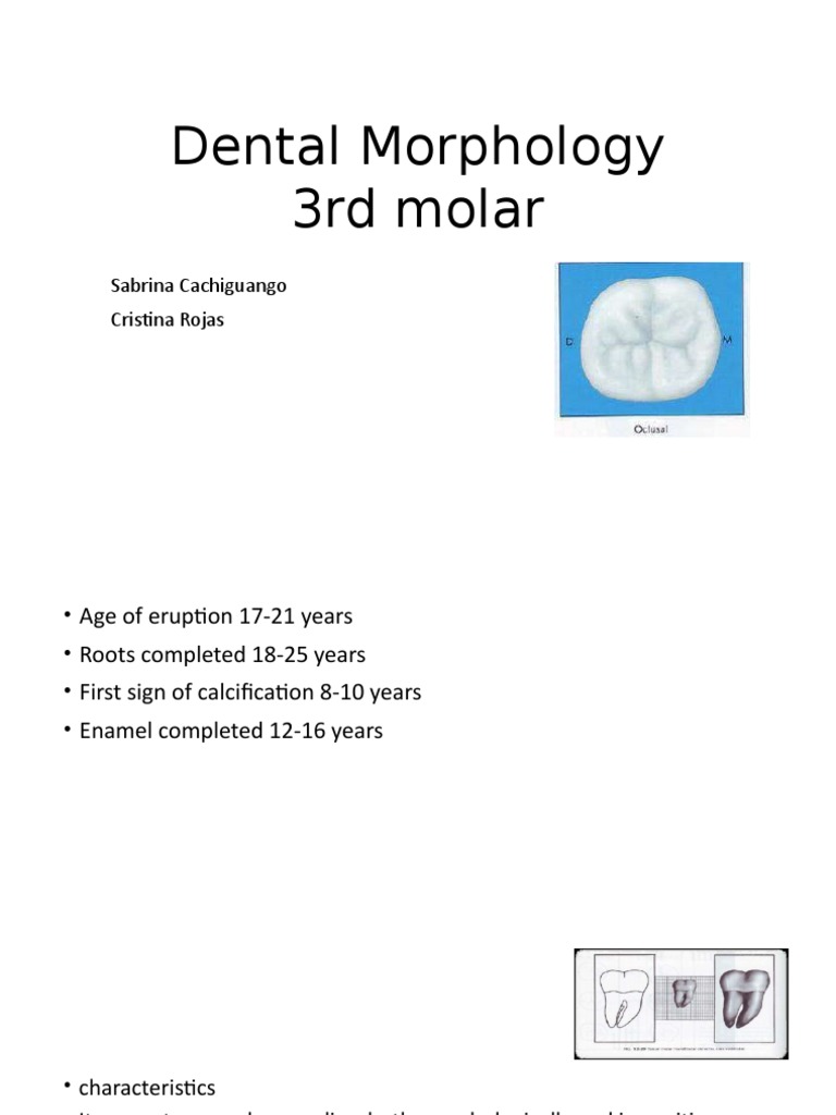 Dental Morphology | PDF