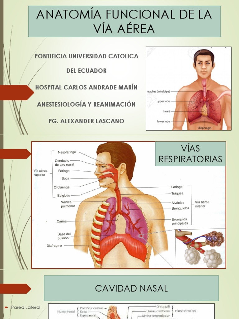 Anatomía Funcional de La Via Aerea | PDF
