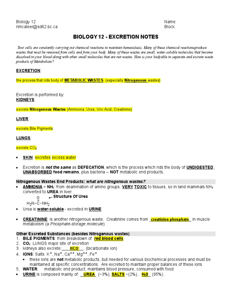 Biology 12: Excretion Overview | PDF | Kidney | Anatomy