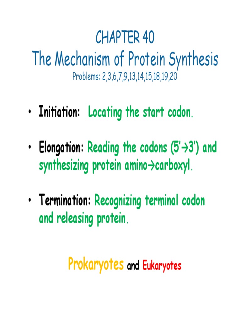 The Mechanism of Protein Synthesis: Initiation: Elongation: Termination ...