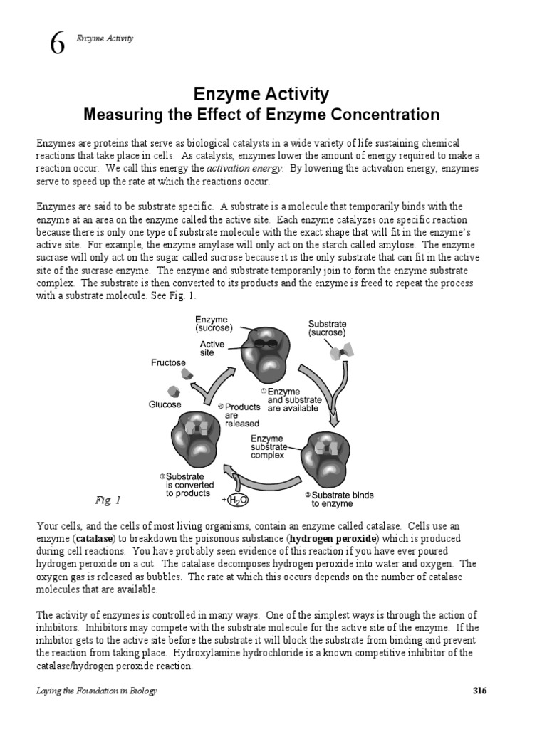 The Effect Of Enzyme Concentration And Inhibition On The Rate Of The Catalase Reaction Pdf