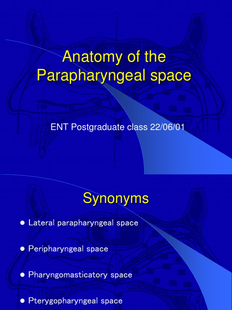 Anatomy of the Parapharyngeal Space | PDF | Science & Mathematics