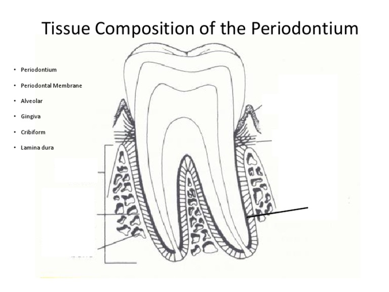 Dent 111.periodontum - Tissue | PDF