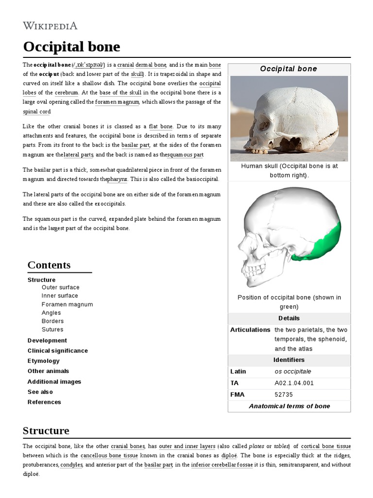 Occipital Bone | Anatomy | Primate Anatomy | Free 30-day Trial | Scribd