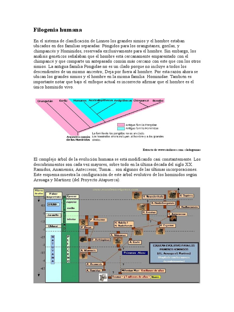 Filogenia Humana | PDF | Evolución humana | Hominidae