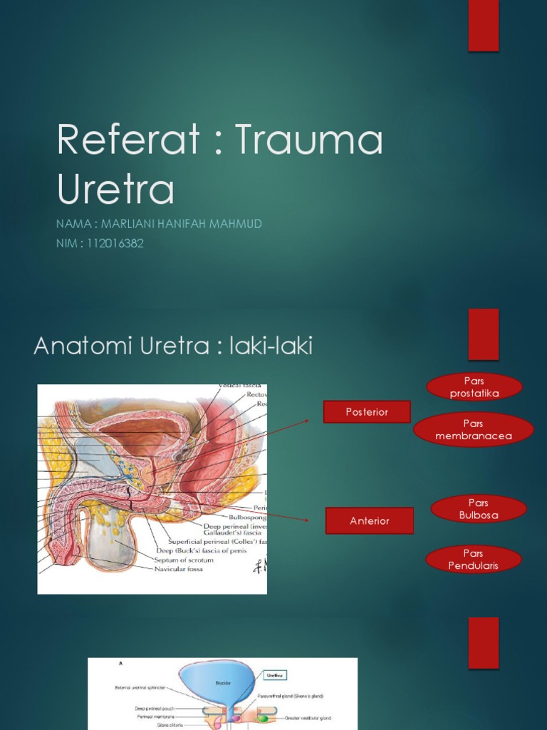Trauma Uretra | PDF