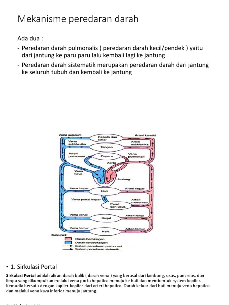 Mekanisme Peredaran Darah | PDF