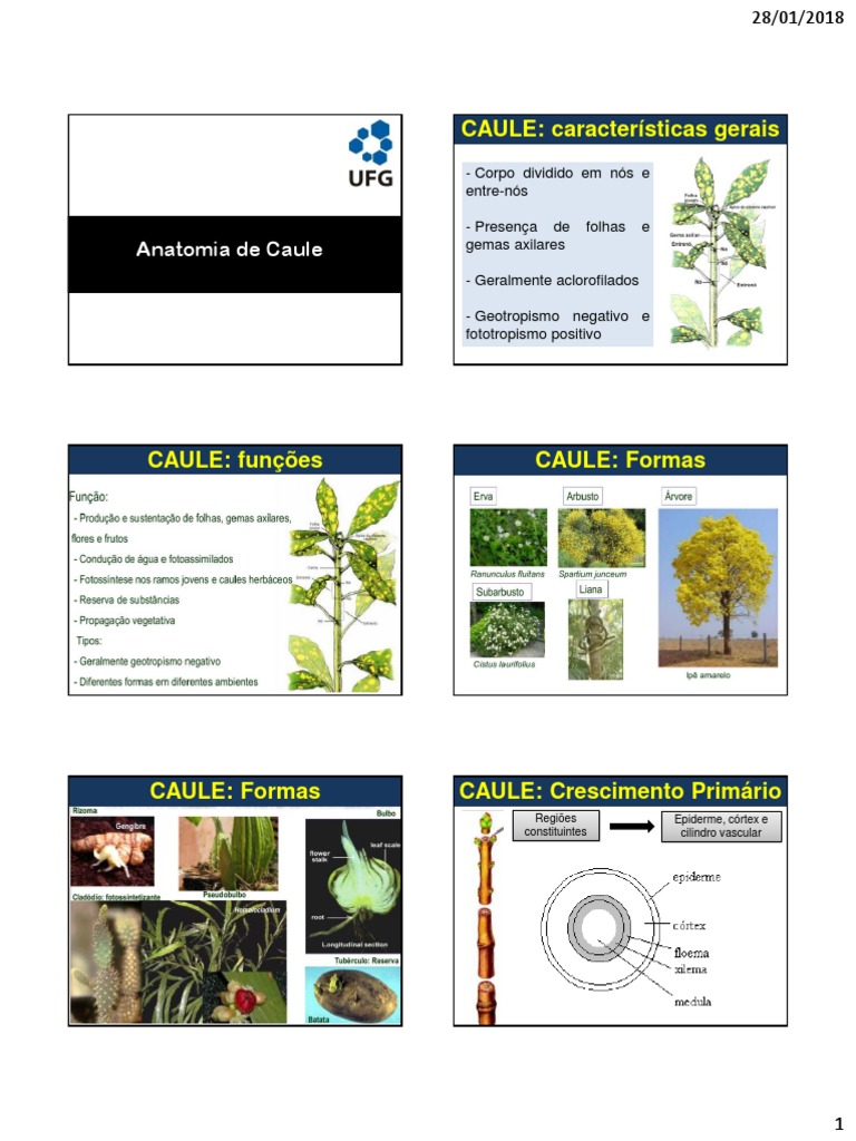Anatomia de Caule | PDF | Latido | Fisiologia