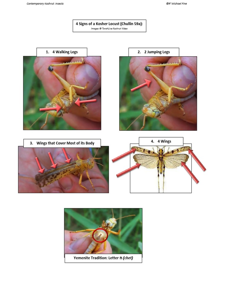 4 Signs of A Kosher Locust (Chullin 59A) :: Images © Torahlive Kashrut Video | PDF | Religion ...