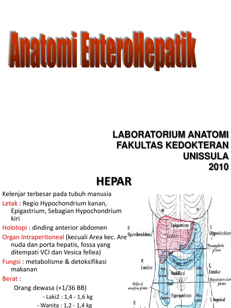 Anatomie du Foie et de la Rate | PDF
