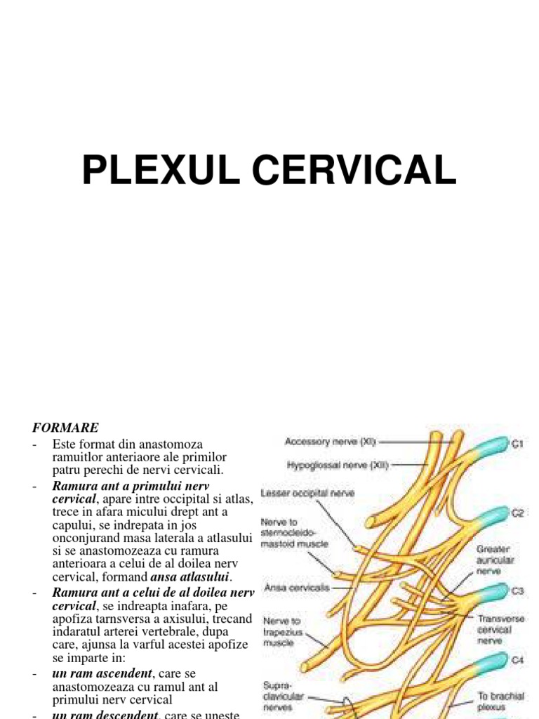 Plexul Cervical Presentation | PDF