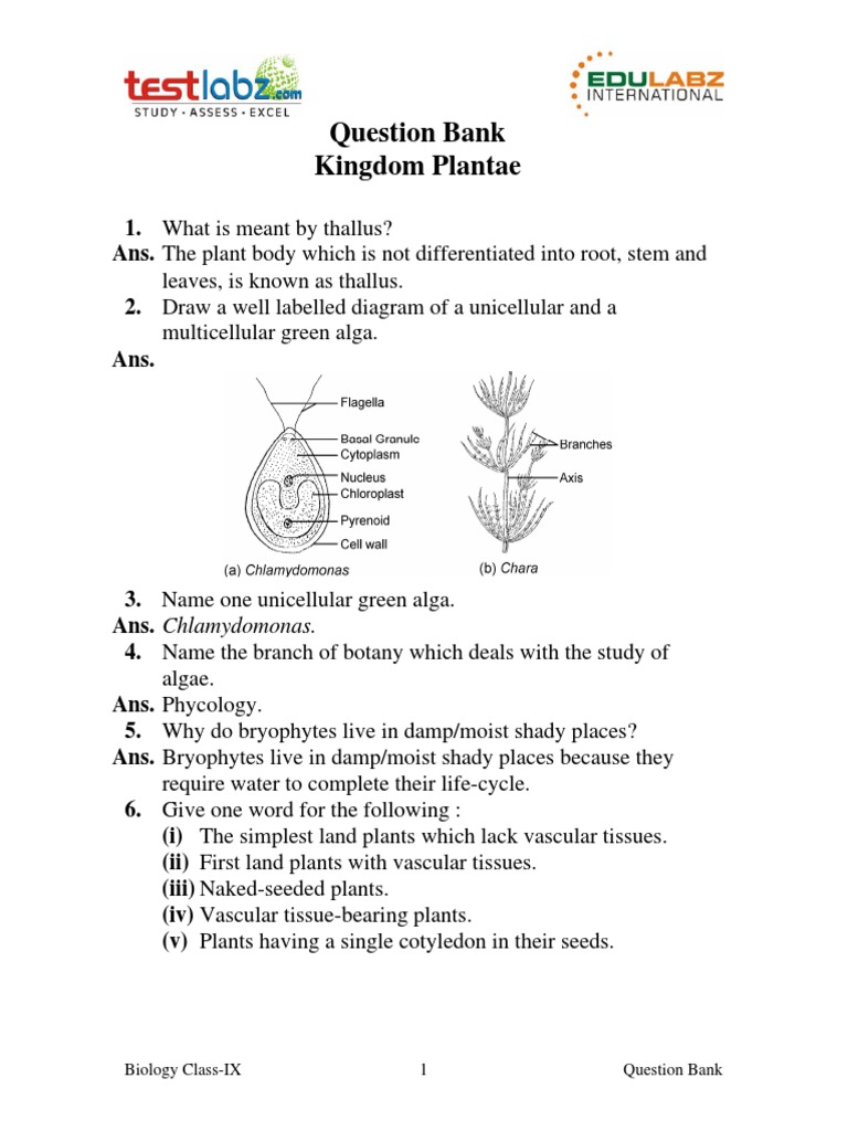 Kingdom Plantae | PDF | Plants | Seed