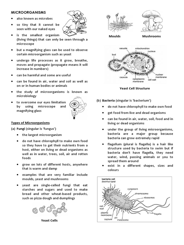 Science Notes Year 5 - Chap 1(a) Microorganisms.pdf | Microorganism ...