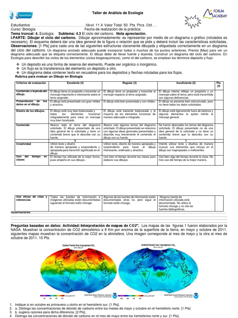 Taller Del Ciclo Del Carbono | PDF | Dibujo | Dióxido de carbono