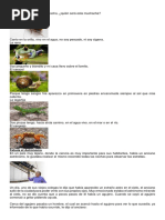 Canciones Infantiles Populares en Español | PDF | Ocio