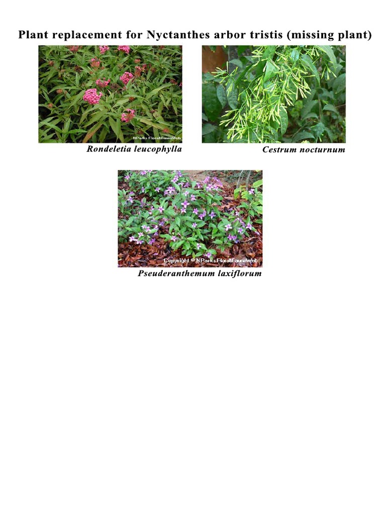 Plant Replacement | PDF