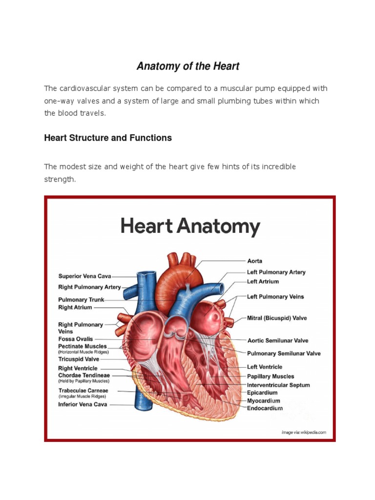 Anatomy of The Heart | PDF | Heart Valve | Atrium (Heart)