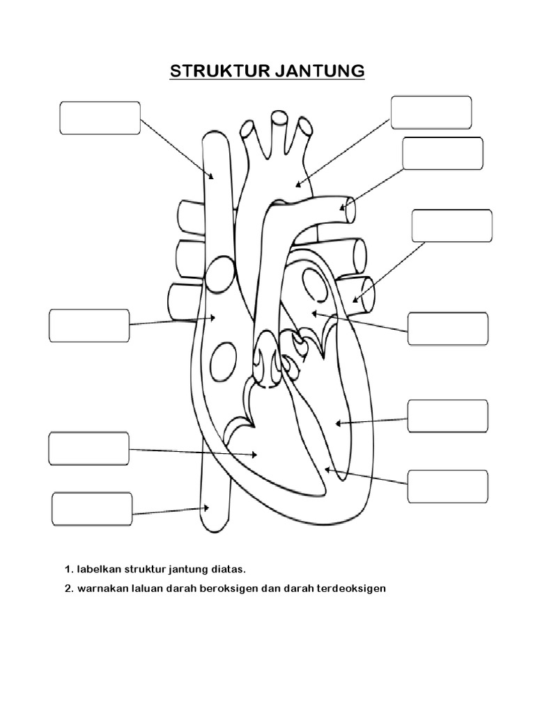 Struktur Jantung | PDF