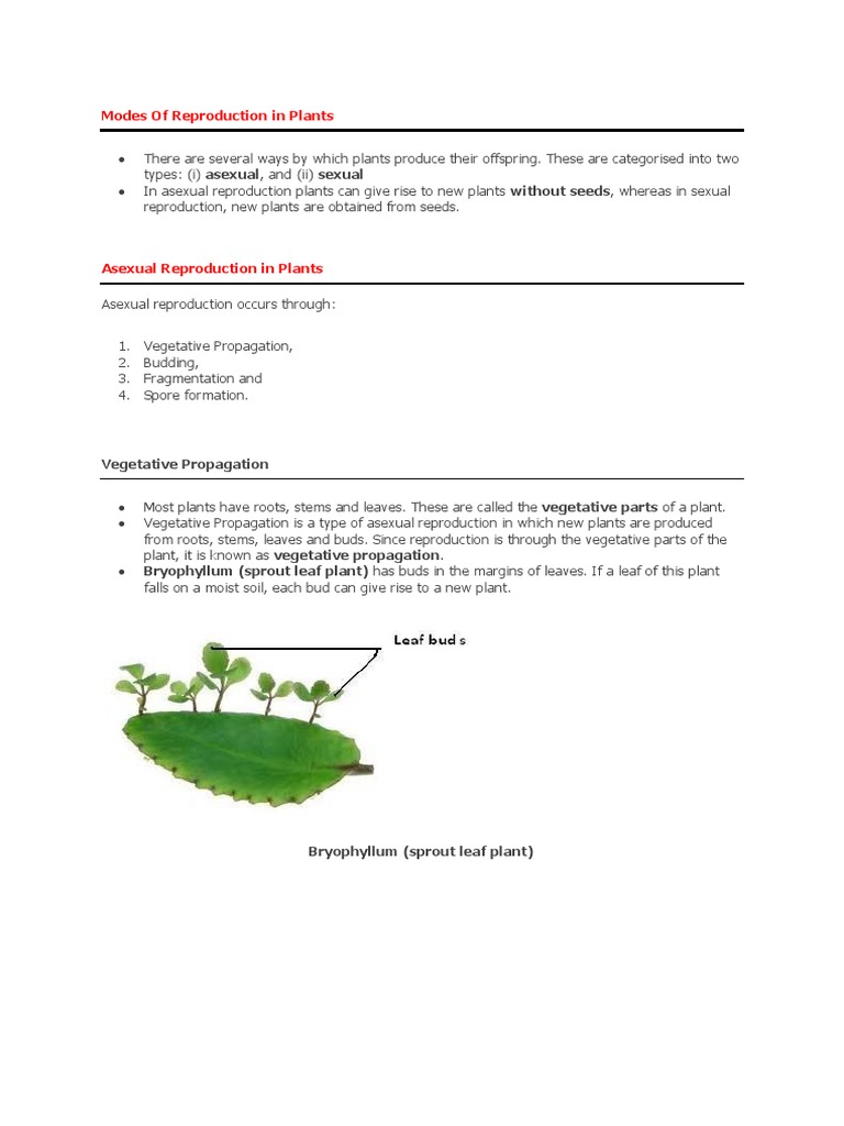 Modes of Reproduction in Plants | PDF | Reproduction | Pollination
