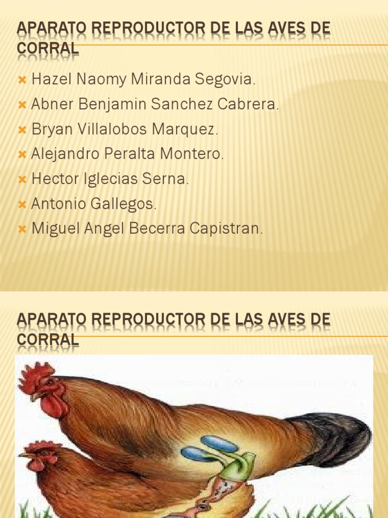 Aparato Reproductor de Las Aves de Corral | Huevo | Aves
