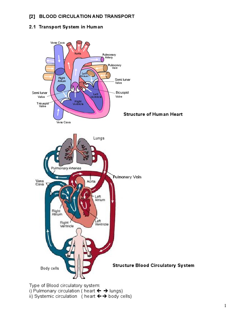 Chapter2-Blood Circulation and Transport | PDF | Blood Cell | Blood