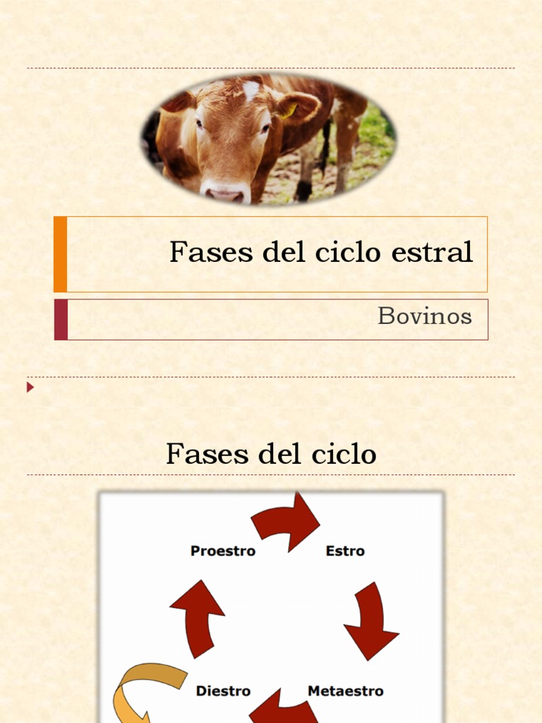 Fases Del Ciclo Estral | PDF | Vagina | Reproducción humana