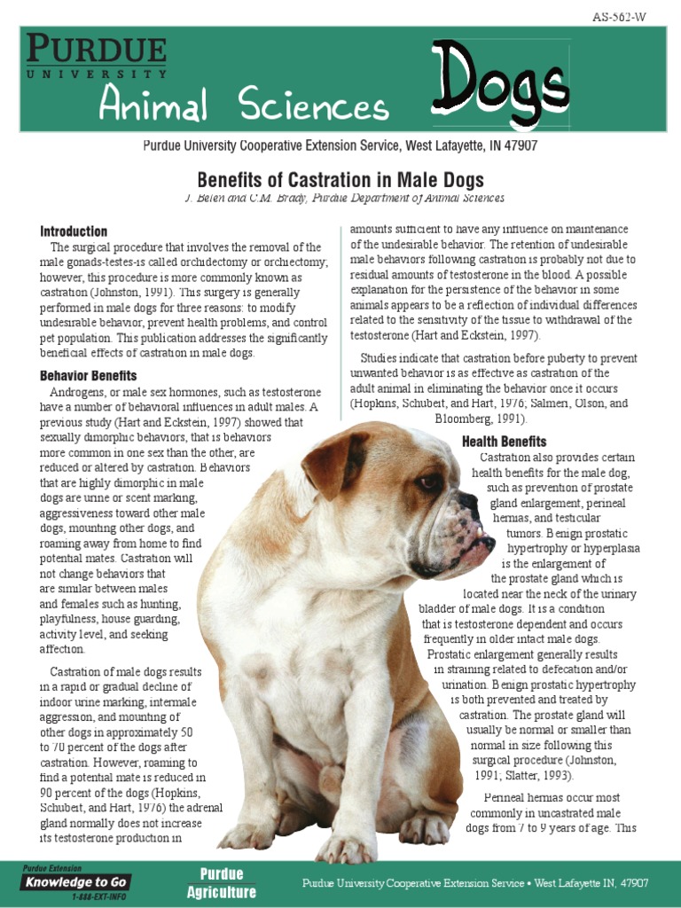 Animal Sciences: Dogs Dogs Dogs | PDF | Urination | Testosterone