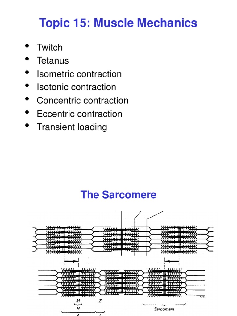 Muscle Mechanics: Contraction Types & Models | PDF | Muscle Contraction ...