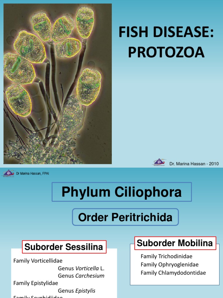 PROTOZOA - Peritrich Sessilina.2301 | PDF | Epithelium | Skin