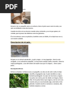 Escribe Descripcion de Mascota-22 Abril | PDF