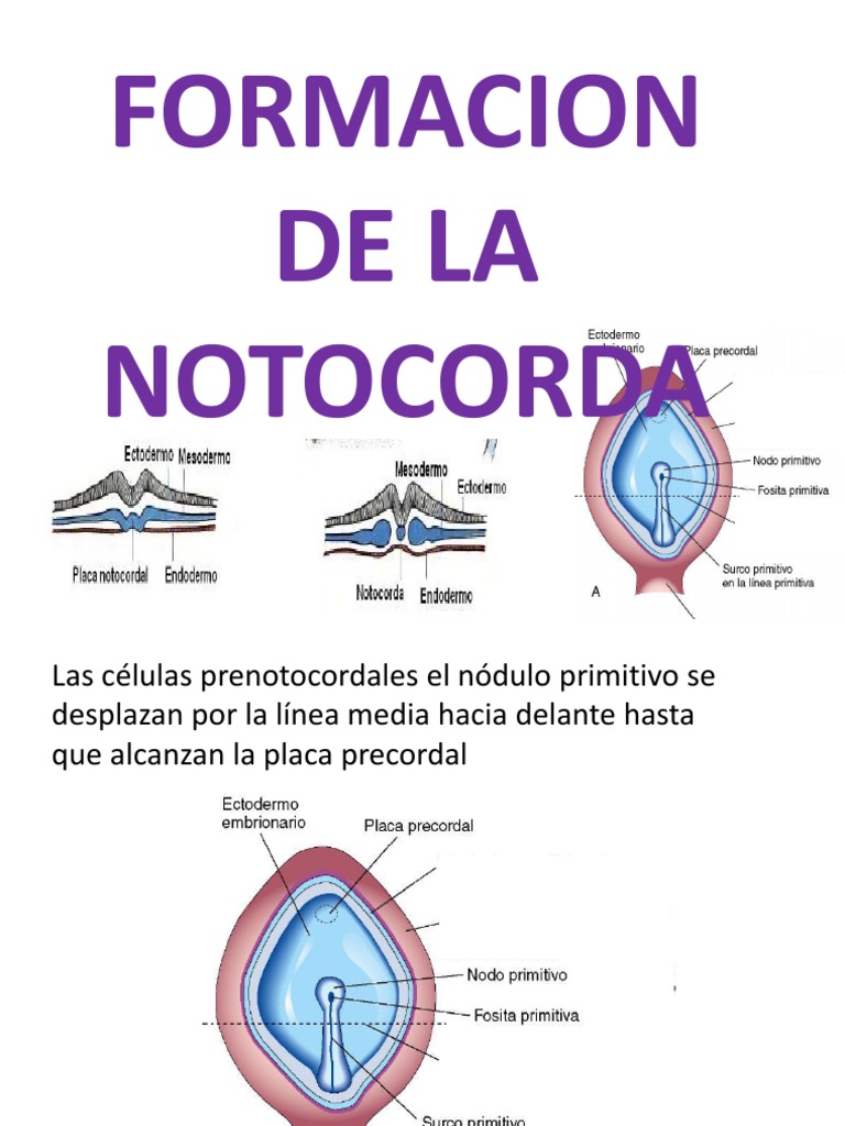 Formacion de La Notocorda
