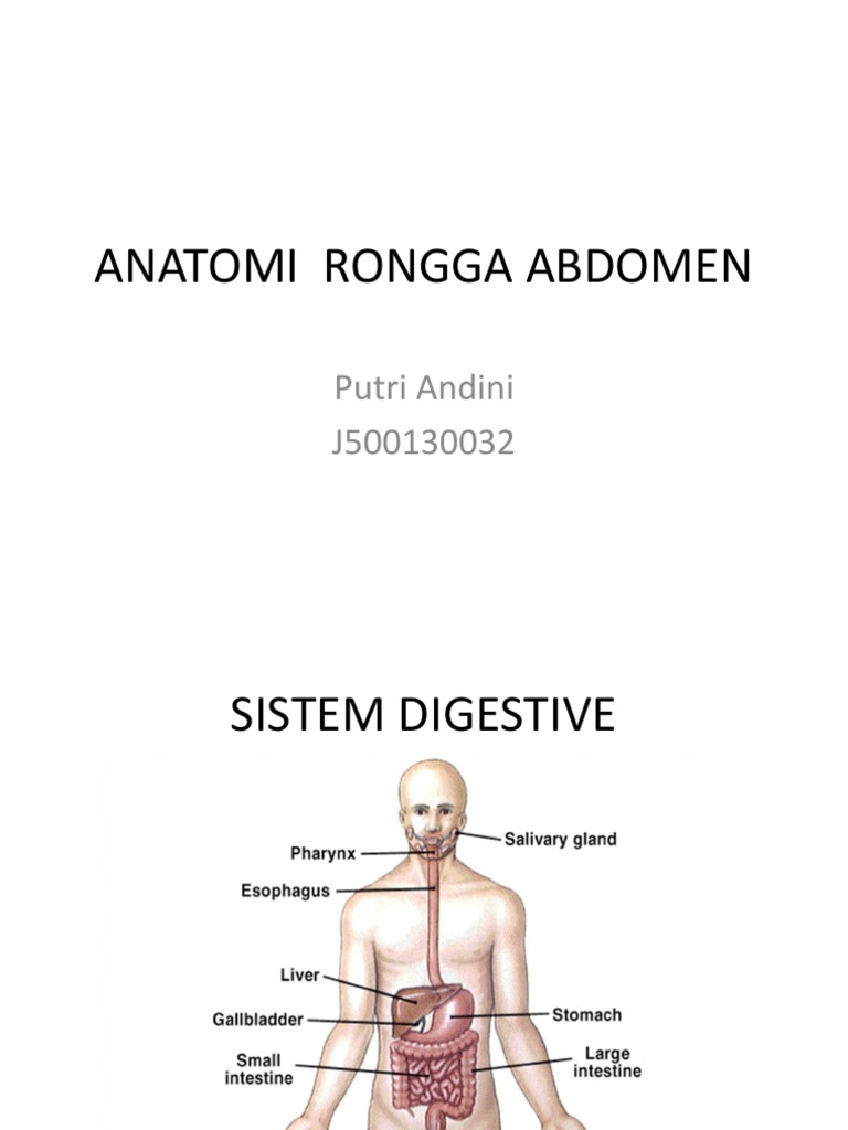 Anatomi Rongga Abdomen | PDF
