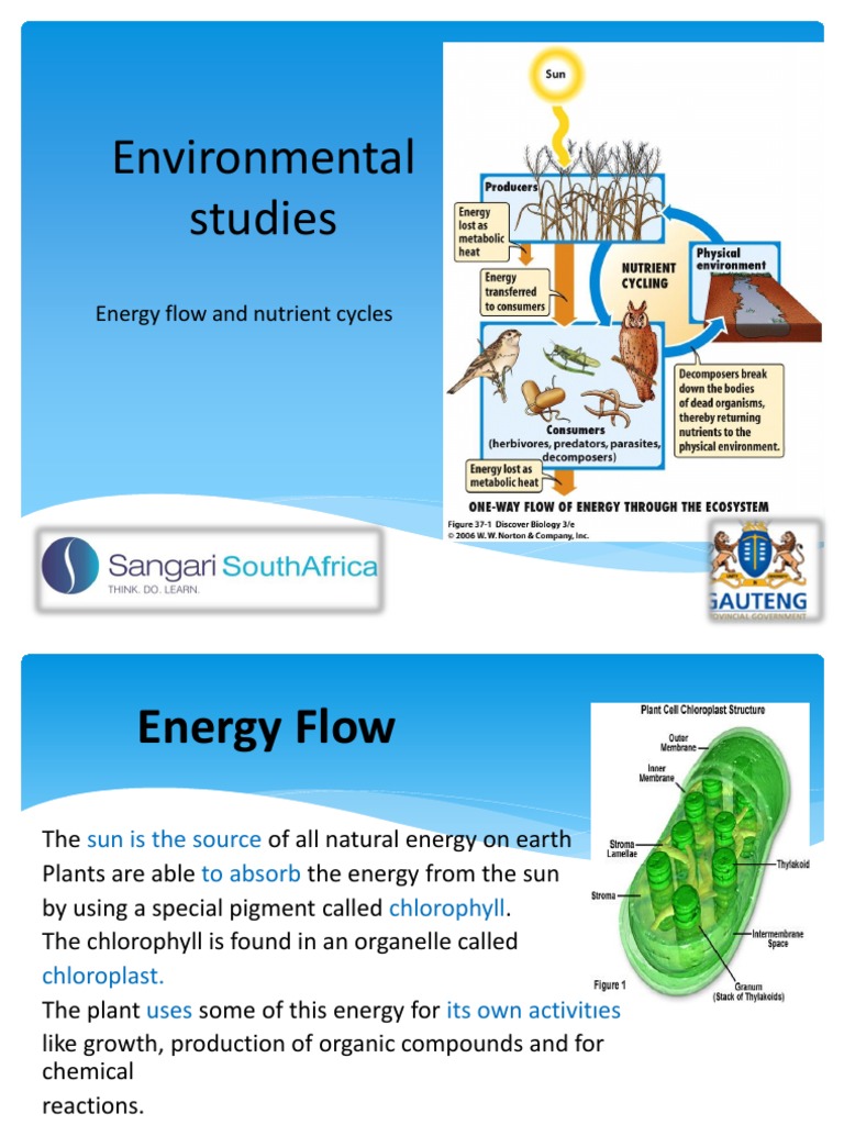 3 - Energy Flow and Nutrient Cycles | PDF | Food Web | Water Vapor