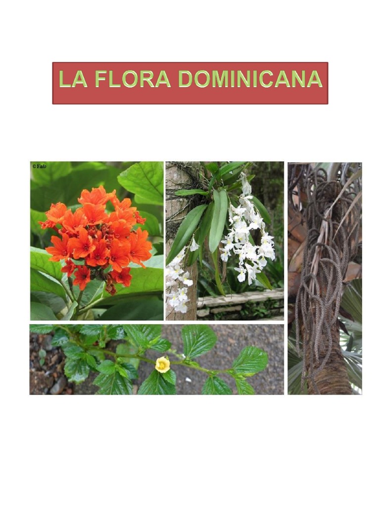 La Flora Dominicana | República Dominicana | Arboles
