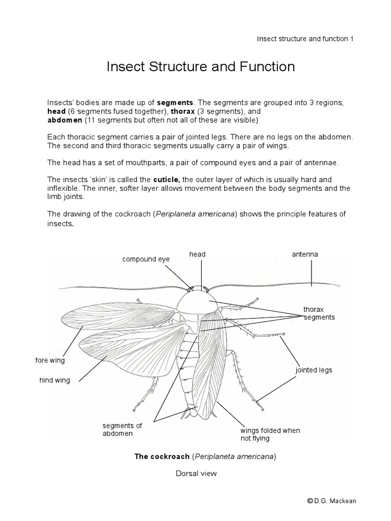 Insect Structure 01 | PDF