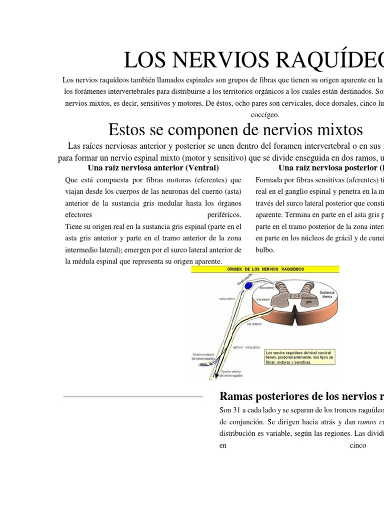 Los Nervios Raquídeos | PDF | Médula espinal | Anatomía
