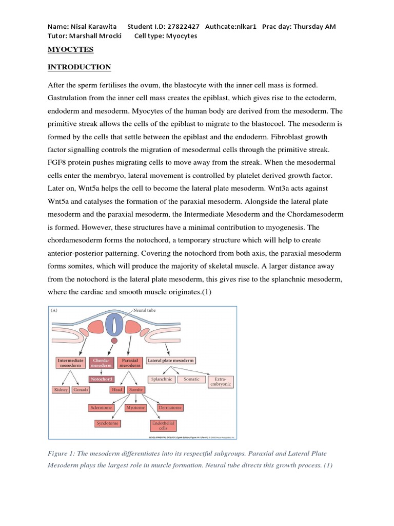 Cell Profile Report - Nisal Karawita - Nlkar1 | PDF | Muscle ...