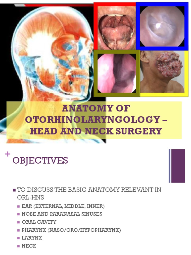 Anatomy of Otorhinolaryngology - Head and Neck Surgery | PDF