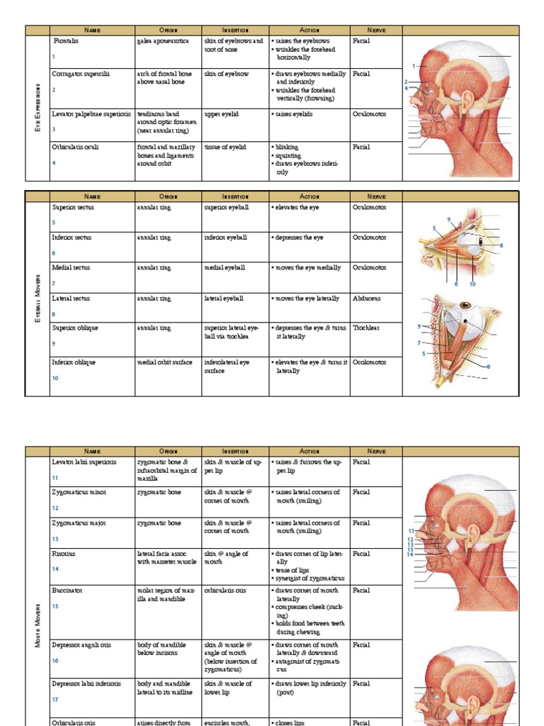 Muscle Chart | PDF | Elbow | Pelvis