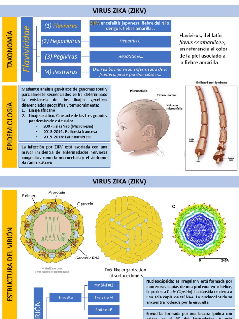 Estructura y ciclo del virus Zika (ZIKV) | PDF | Virus Zika | Rna