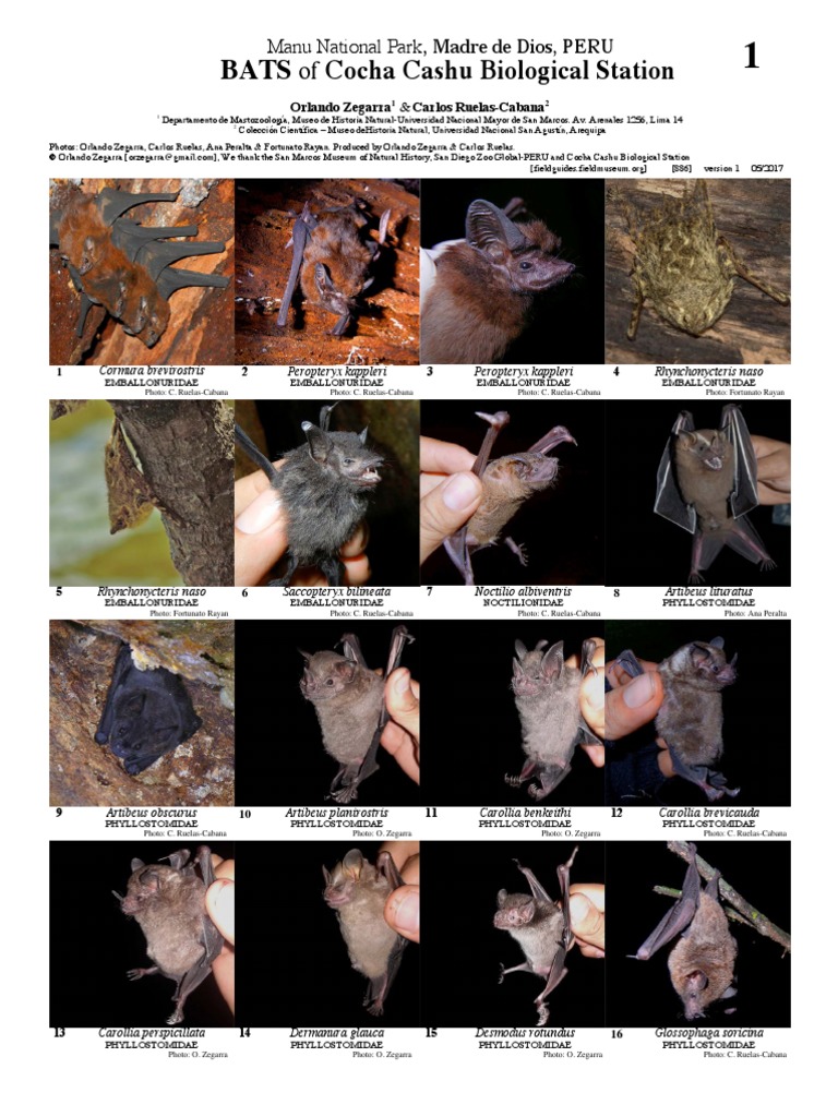 886 Bats of Cocha Cashu PDF | PDF | Animal Locomotion | Sports