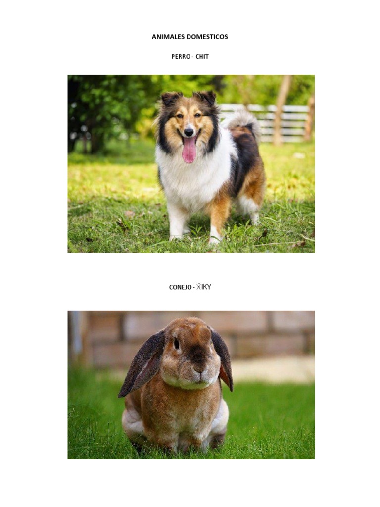 Animales en Mam | PDF