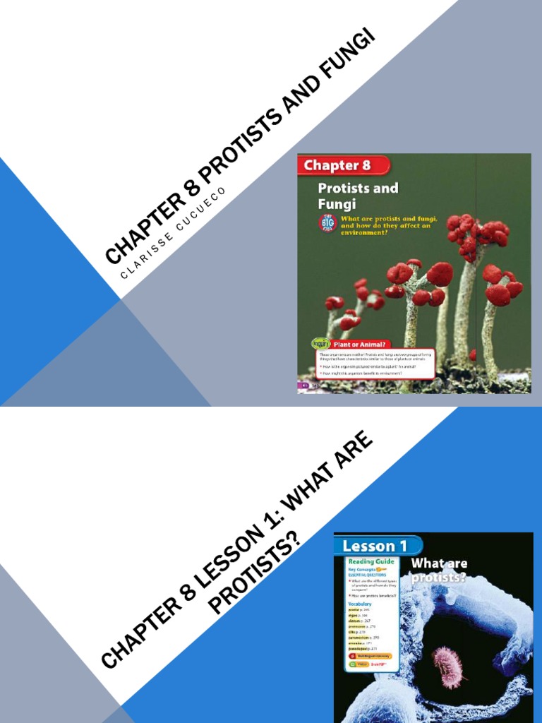 Chapter 8 Lesson 1 What Are Protists PDF | PDF | Algae | Protozoa