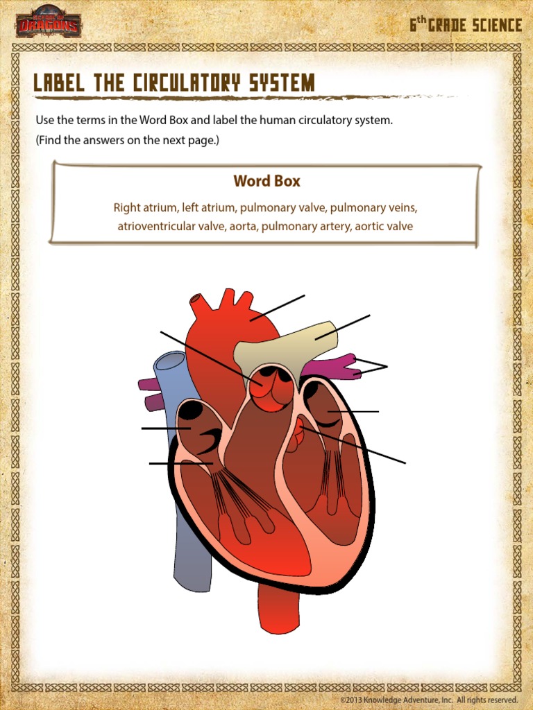 Label The Circulatory System | PDF
