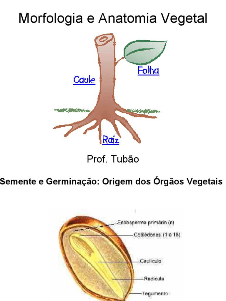 Morfologia Vegetal | Raiz | Semente