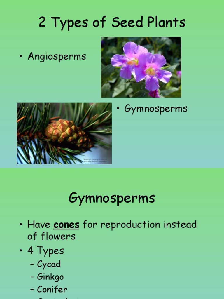 Gymnosperms vs Angiosperms Overview | PDF | Flowers | Pollination